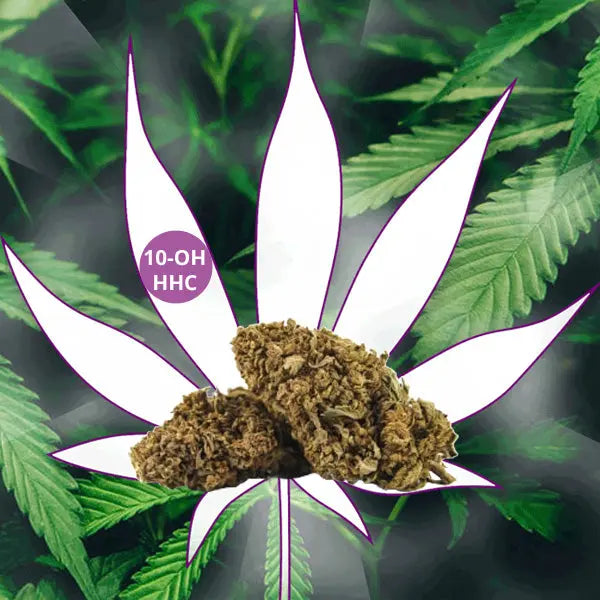 10-OH-HHC Blüten "Lemon Haze" 40% 10-OH-HHC - CBD Hexe