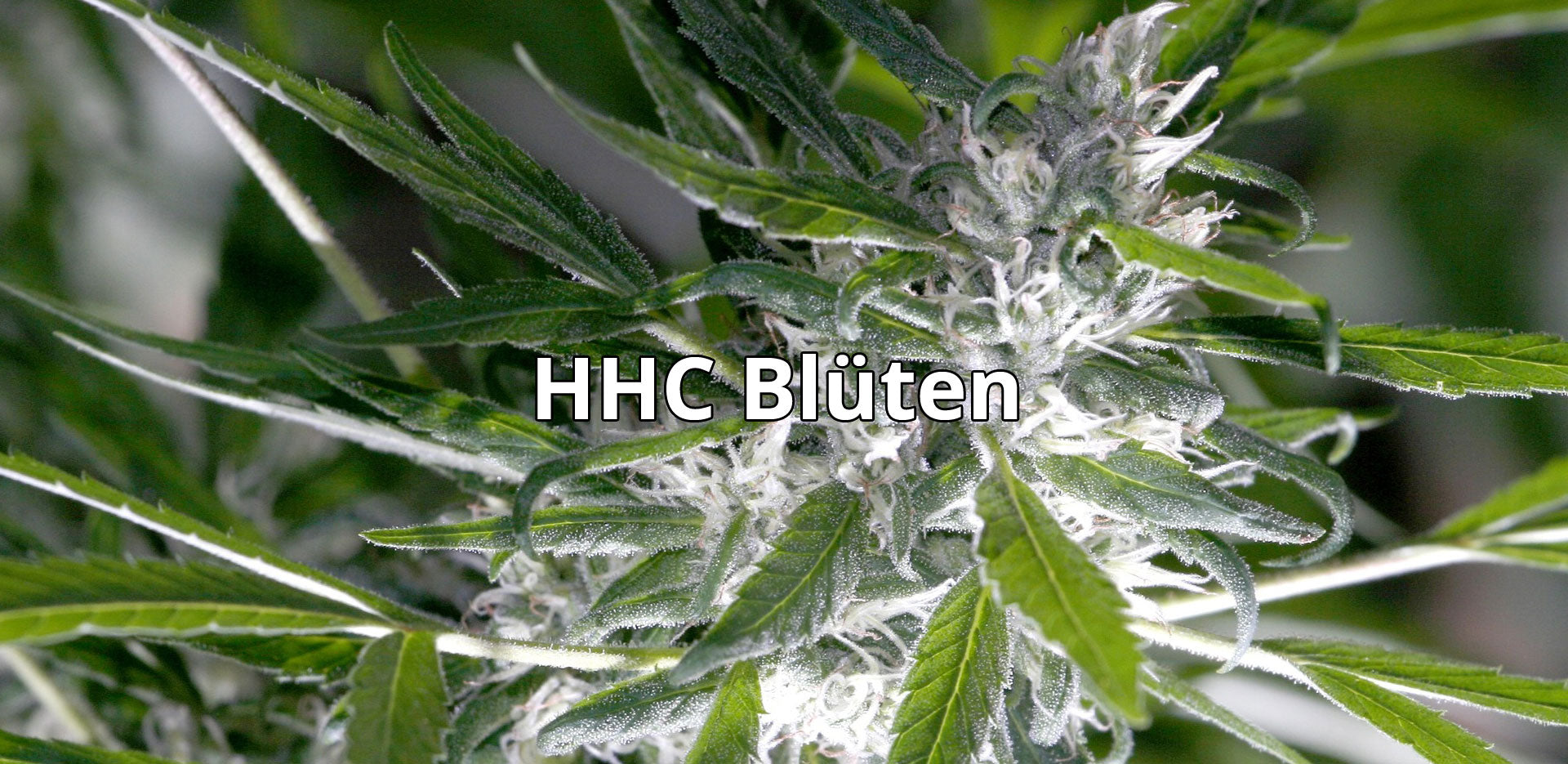 HHC Blüten & HHC-P Blüten bei CBD Hexe online kaufen - CBD Hexe