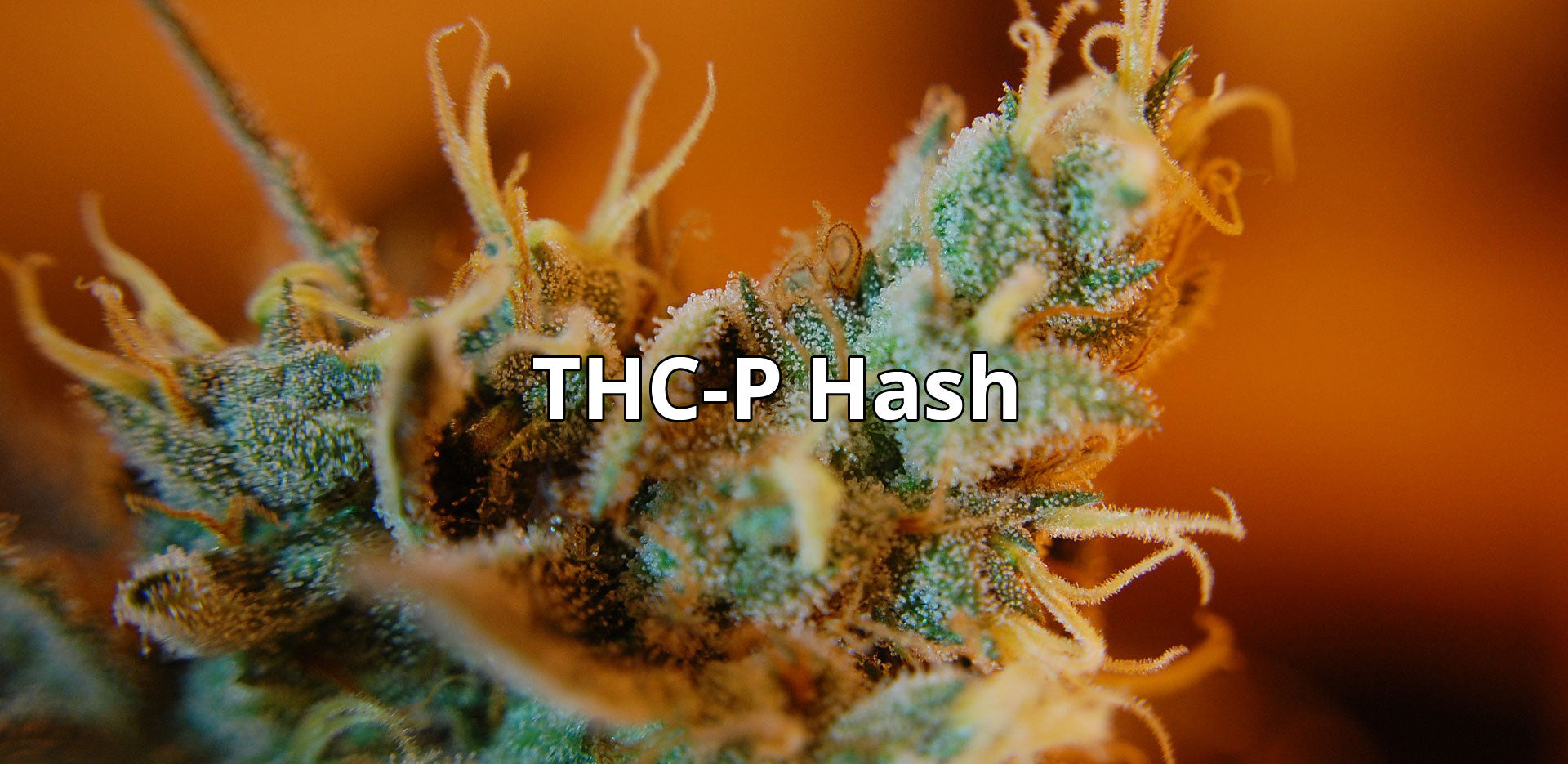 THC-P Hash - Die Spitze des Cannabinoid-Genusses - CBD Hexe