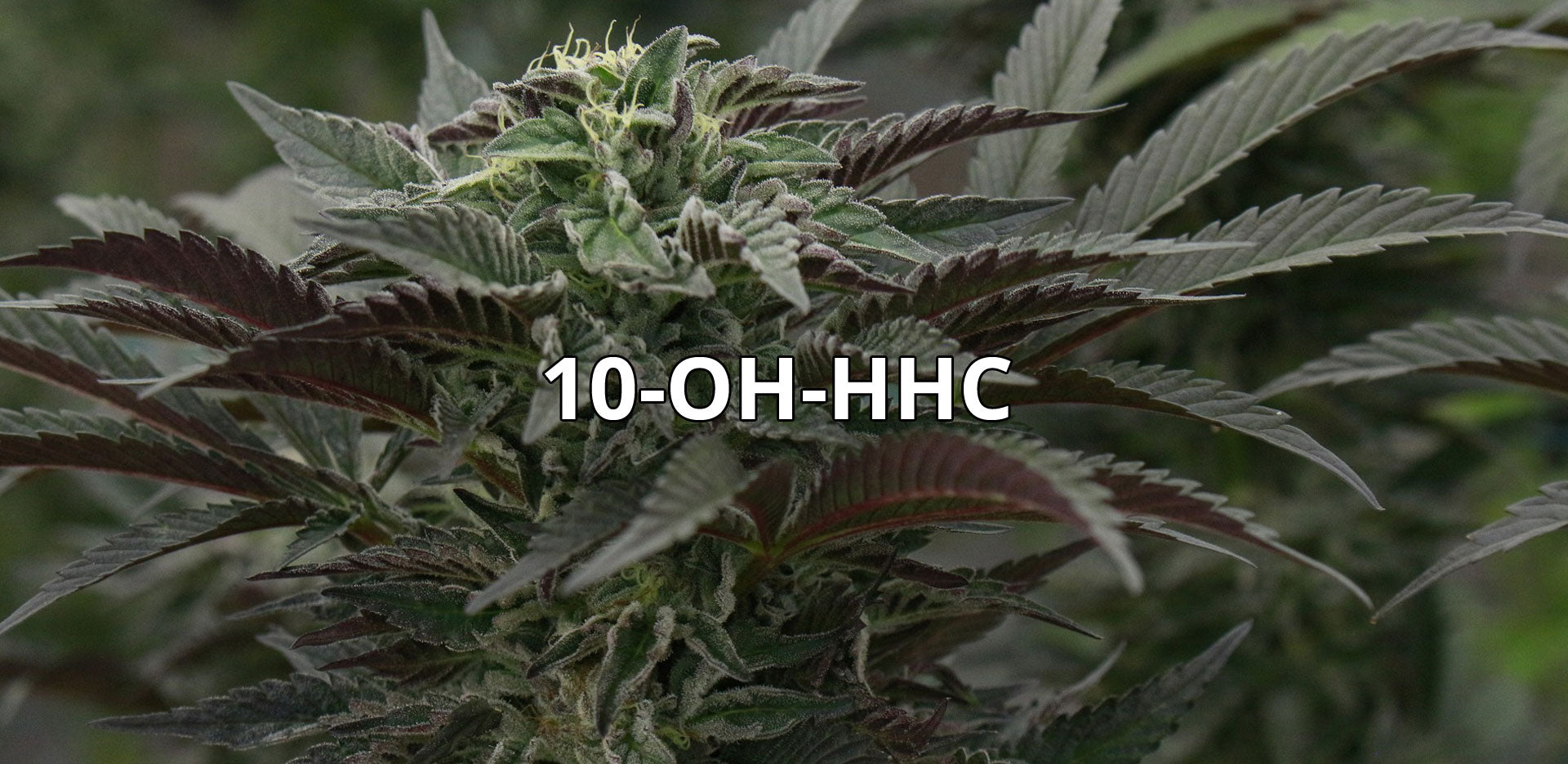 10-OH-HHC Produkte bei der #1 in DE kaufen - CBD Hexe Onlinehandel