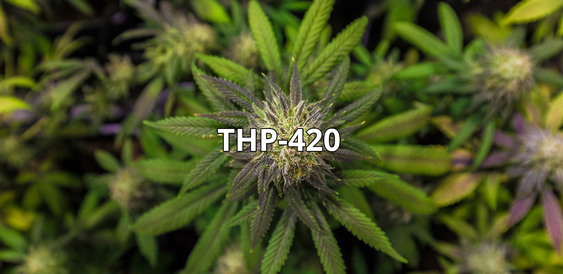 Innovative Cannabinoide: THP420 kaufen bei CBD Hexe - CBD Hexe